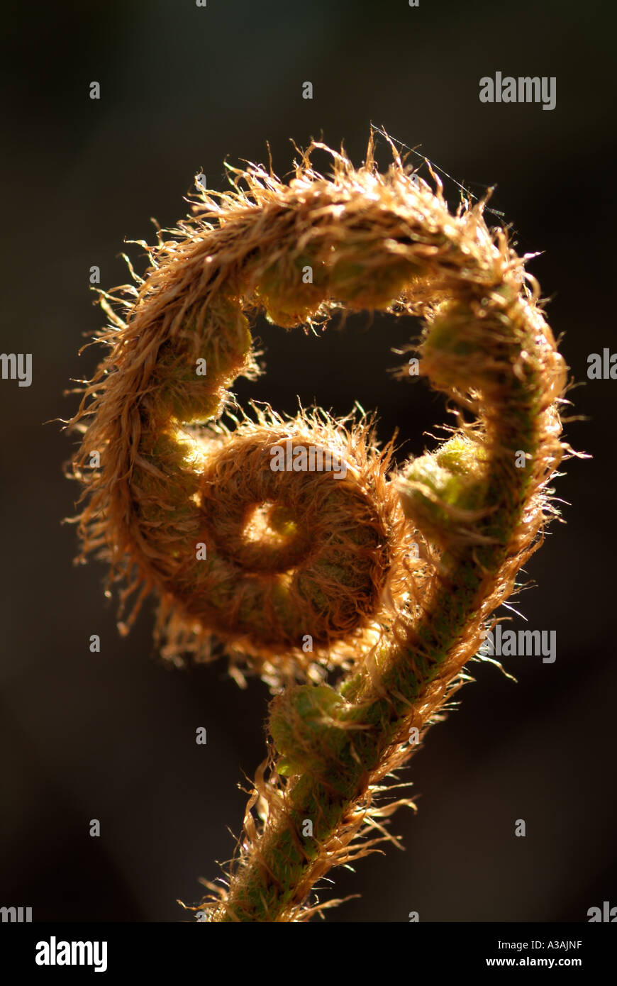 Unfurlling hi-res stock photography and images - Alamy