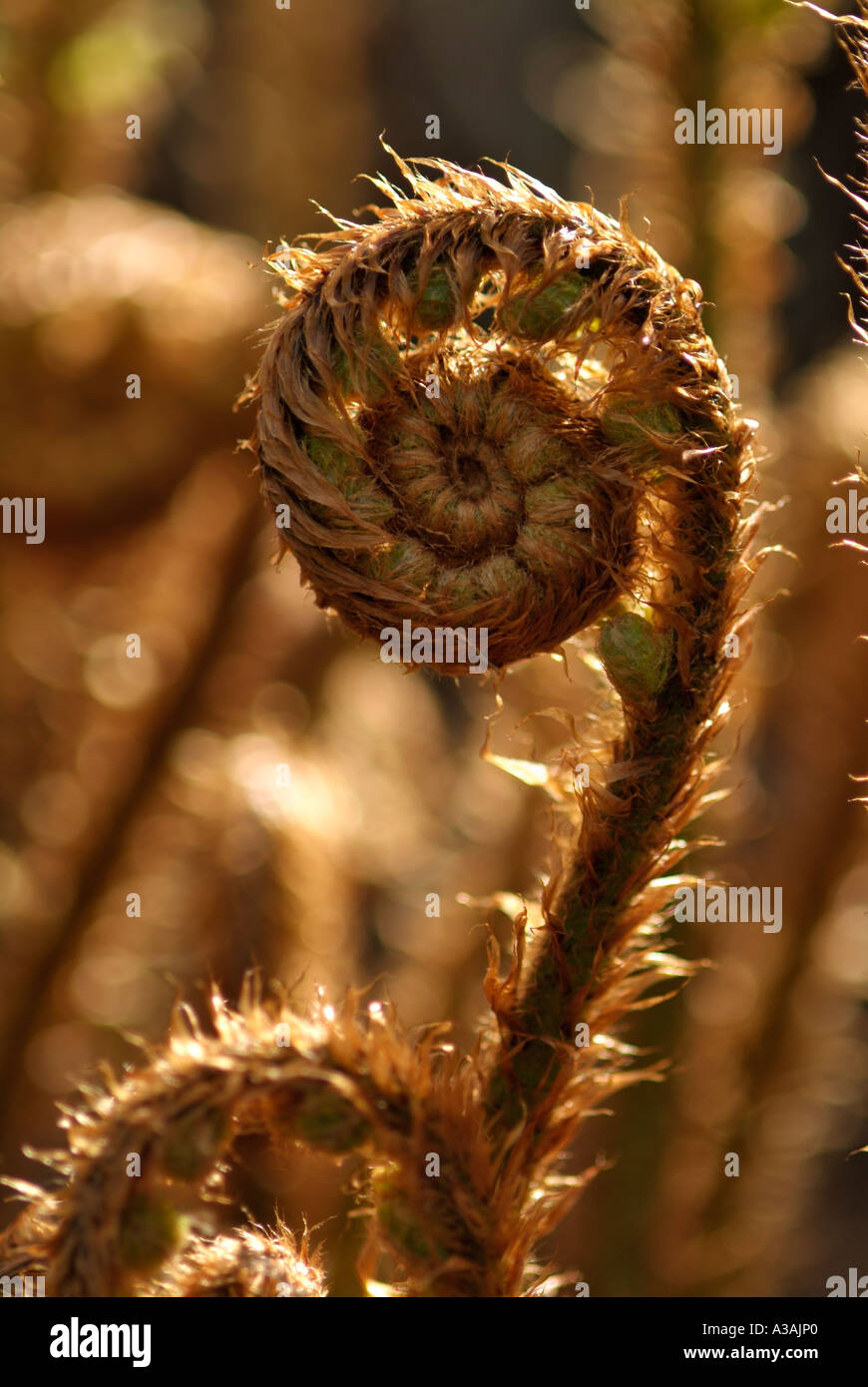 Unfurlling hi-res stock photography and images - Alamy
