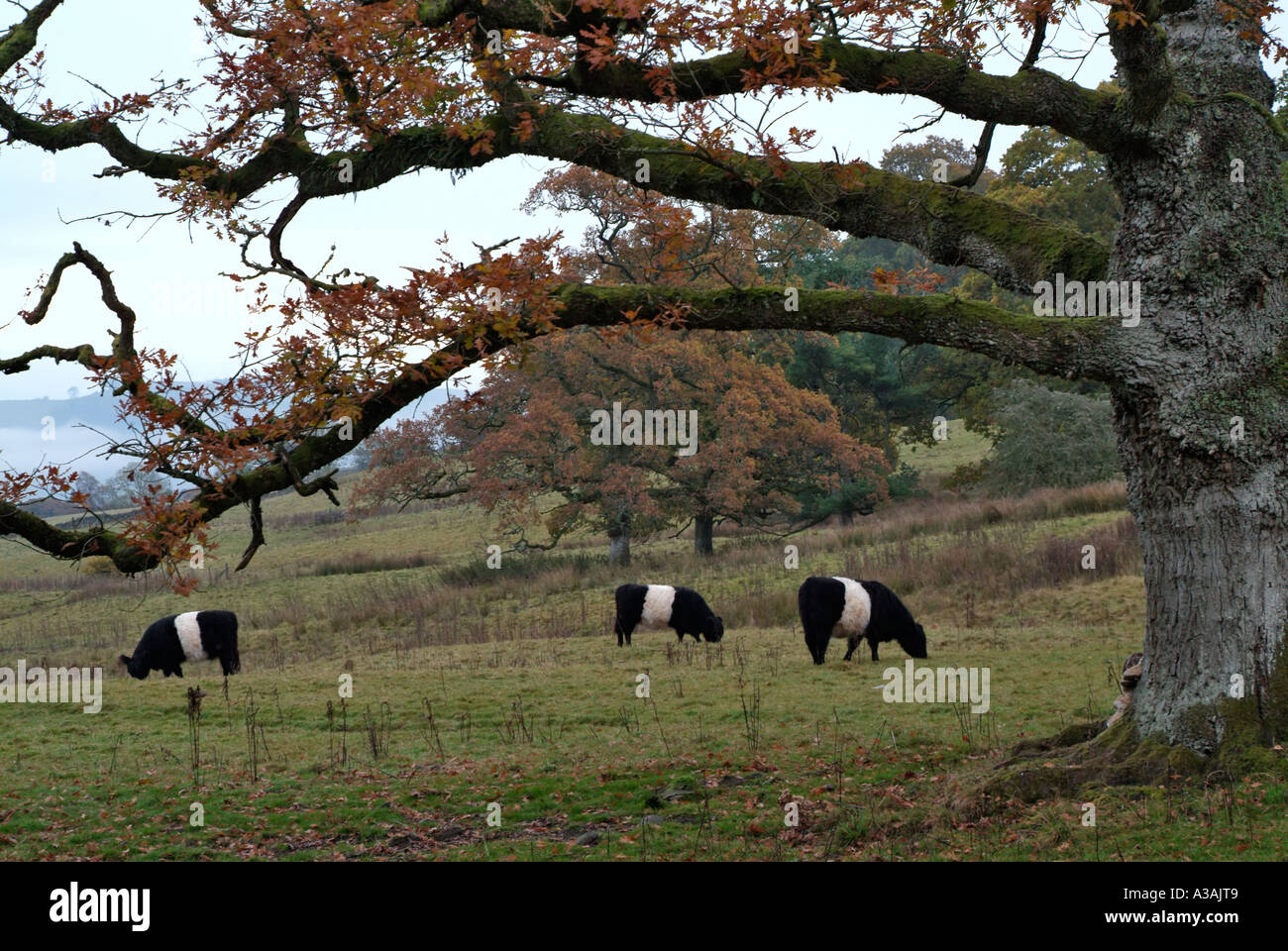 Red galloway cattle hi-res stock photography and images - Alamy