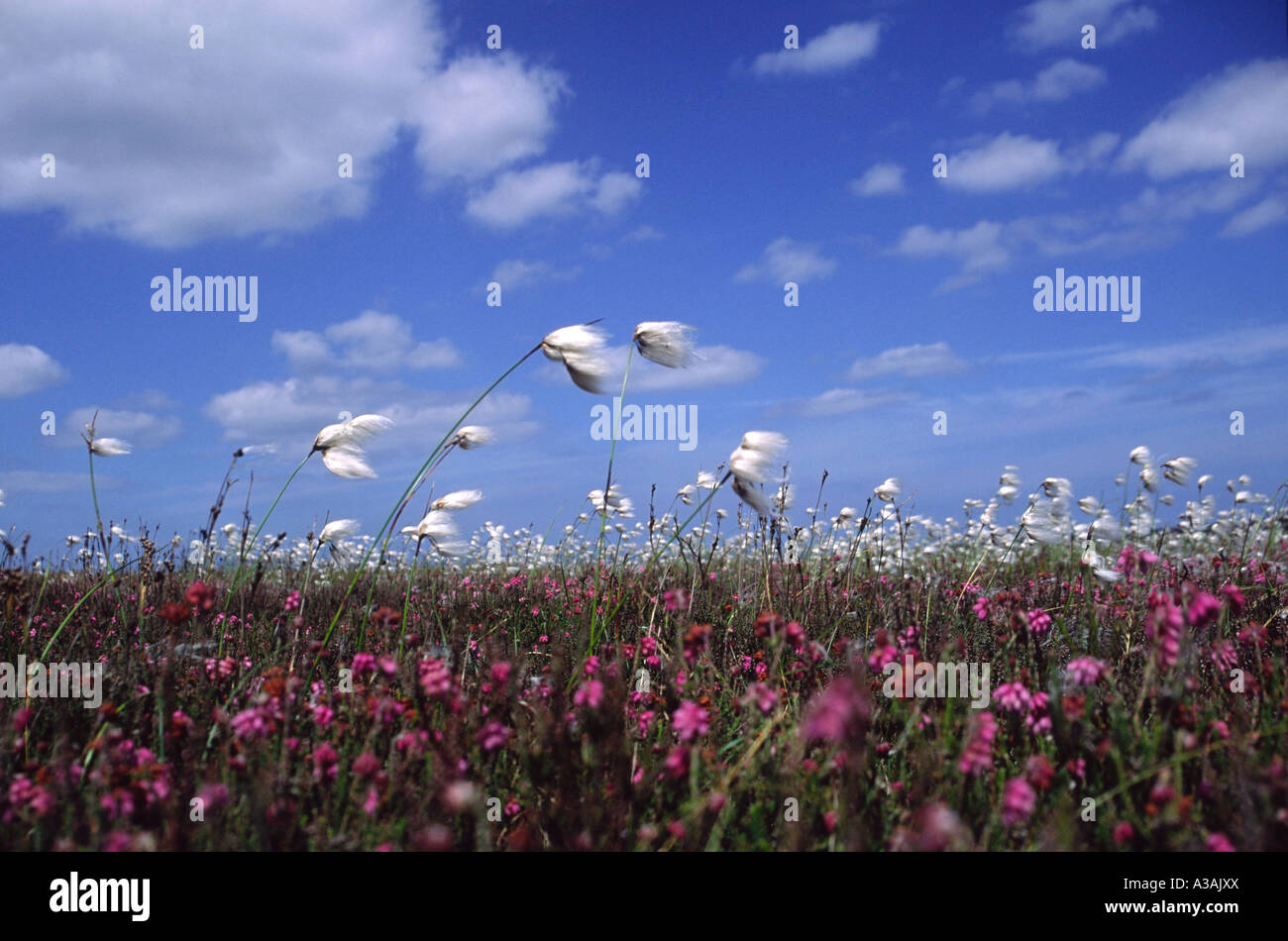 Typical upland vegetation on the North York Moors, England Stock Photo ...