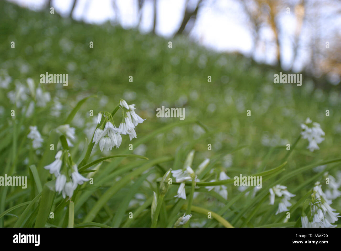 glade of ramsons wild garlic allium ursinium white flowers county down ...