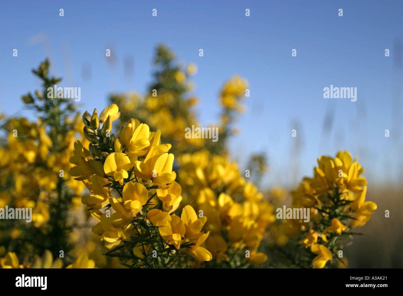 Whin bushes hi-res stock photography and images - Alamy