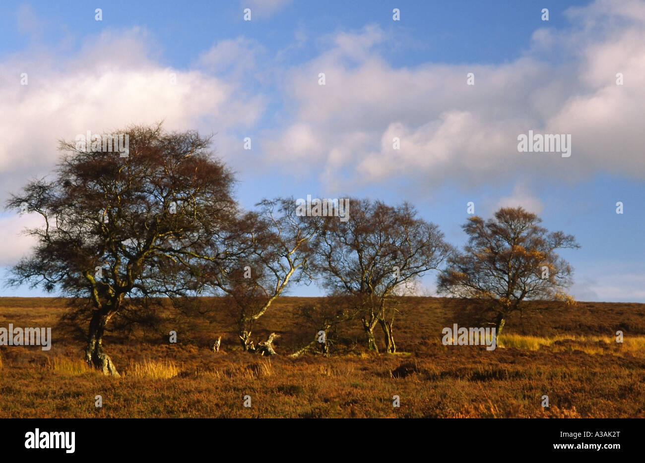 Winter trees on the North York Moors, England Stock Photo - Alamy