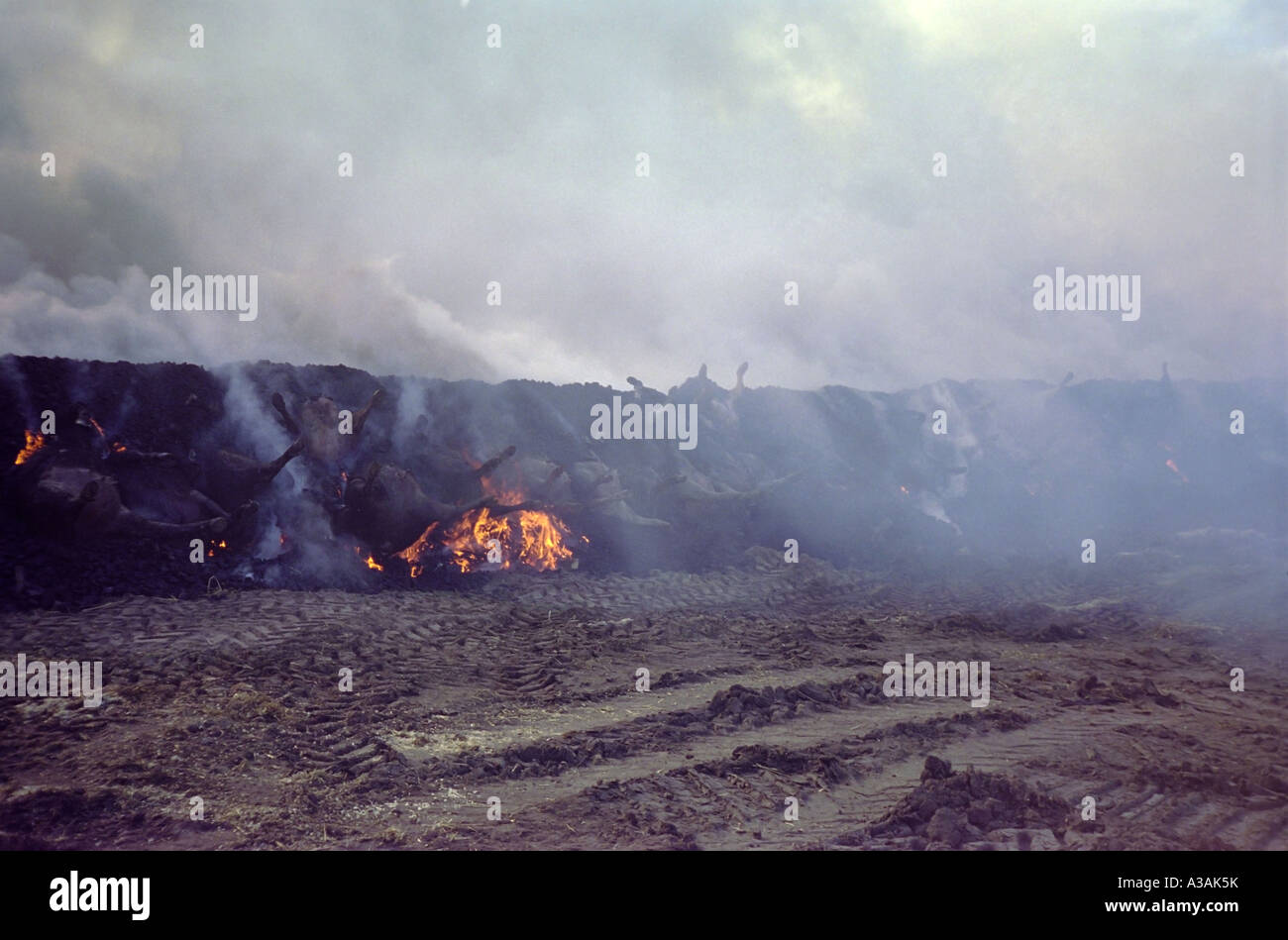 Fmd uk 2001 hi-res stock photography and images - Alamy