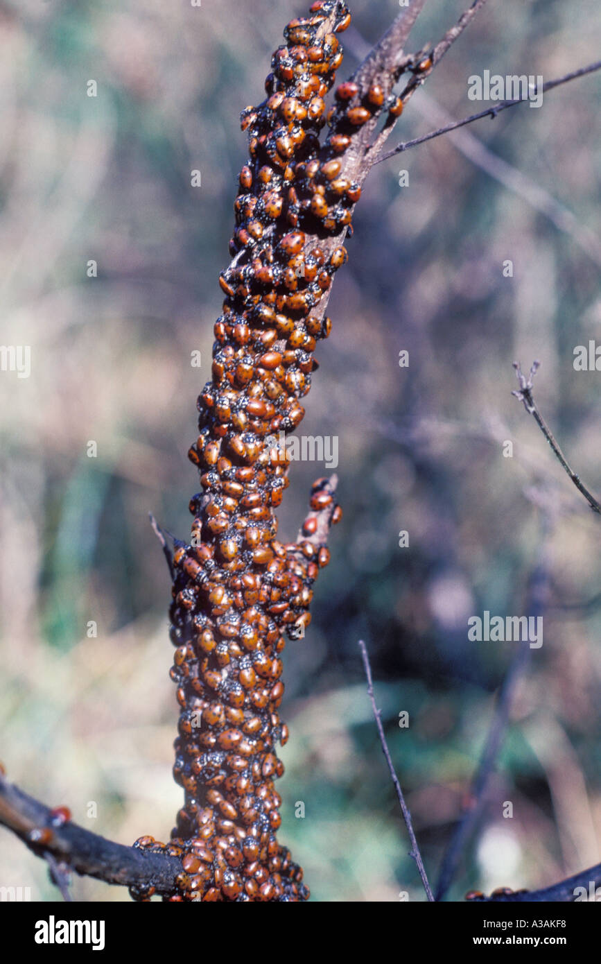 Lady bug colony hi-res stock photography and images - Alamy