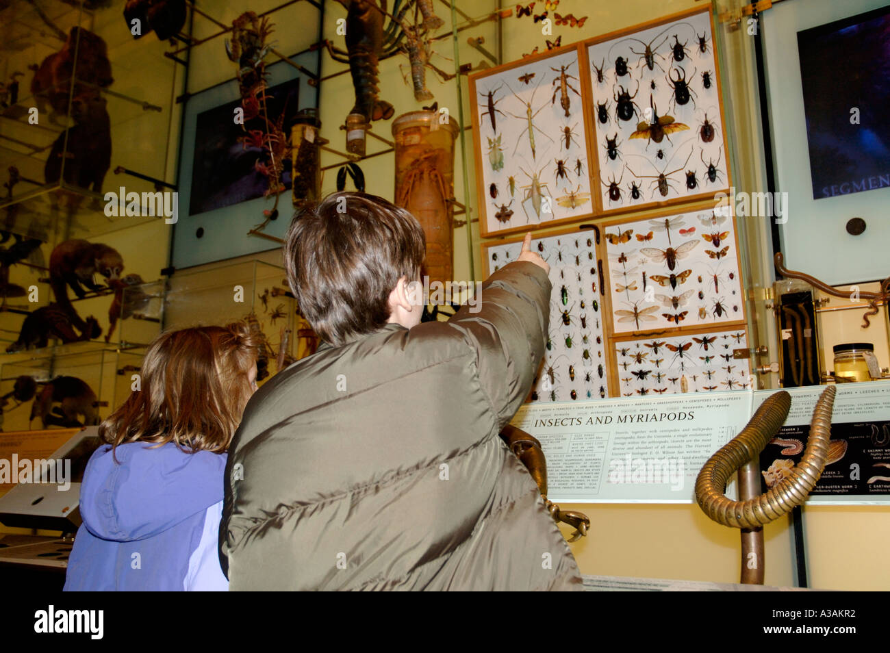 Boy and girl looking at biodiversity exhibit American Museum of Natural ...