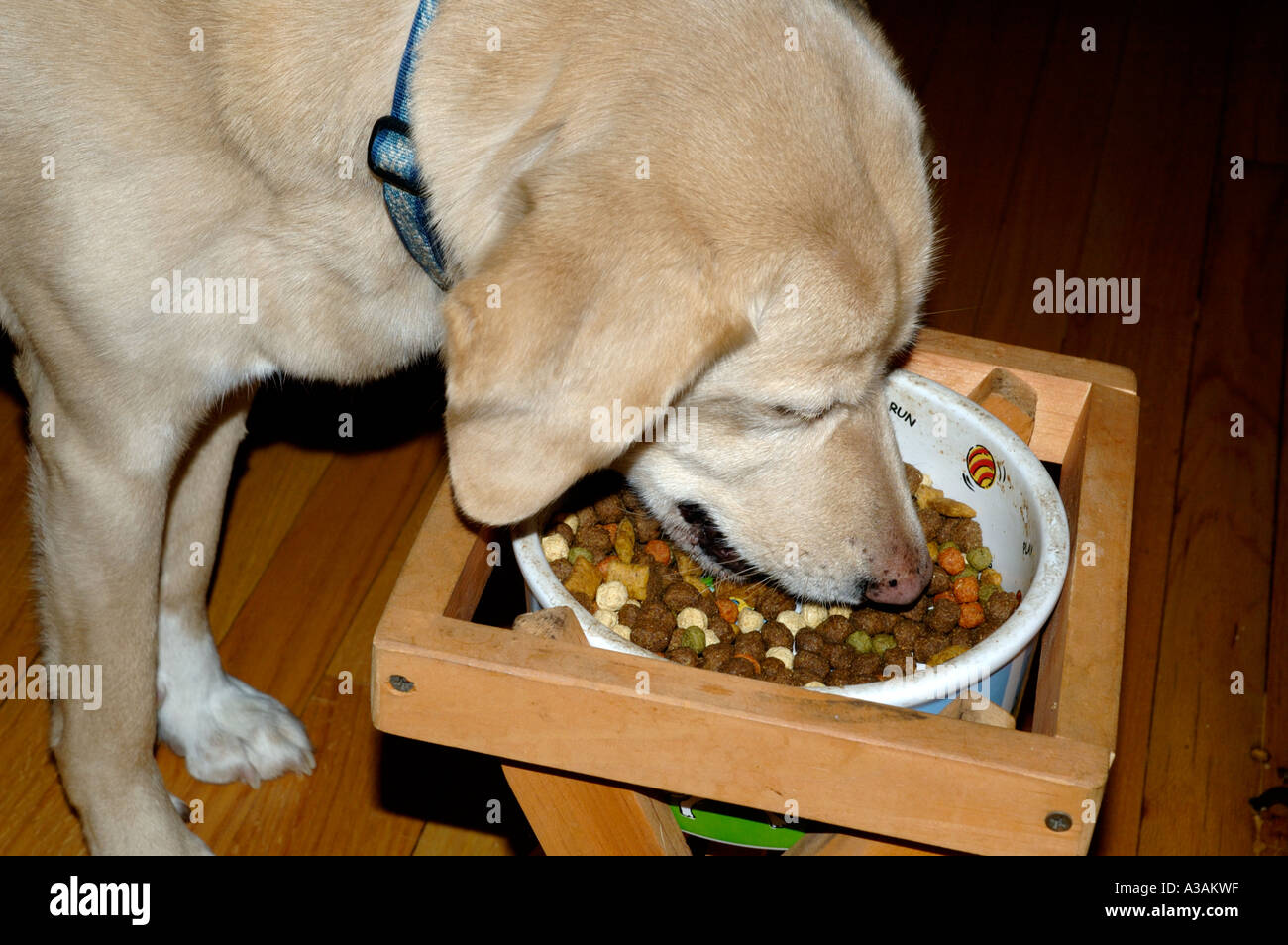 Dog eating bowl hi-res stock photography and images - Alamy