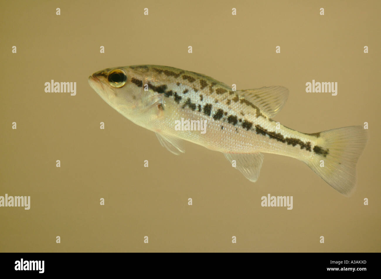 Smallmouth bass Micropterus dolomieu, juvenile Stock Photo - Alamy