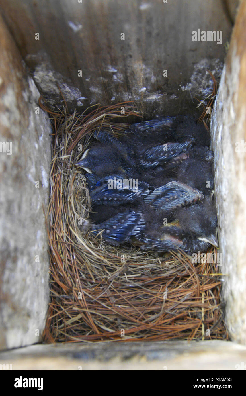 Bluebird chicks hi-res stock photography and images - Alamy