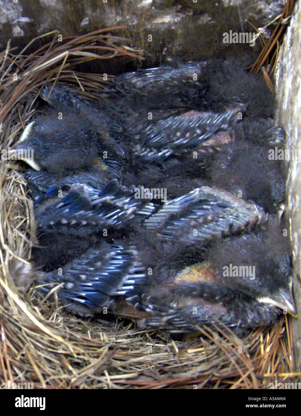 Bluebird chicks hi-res stock photography and images - Alamy
