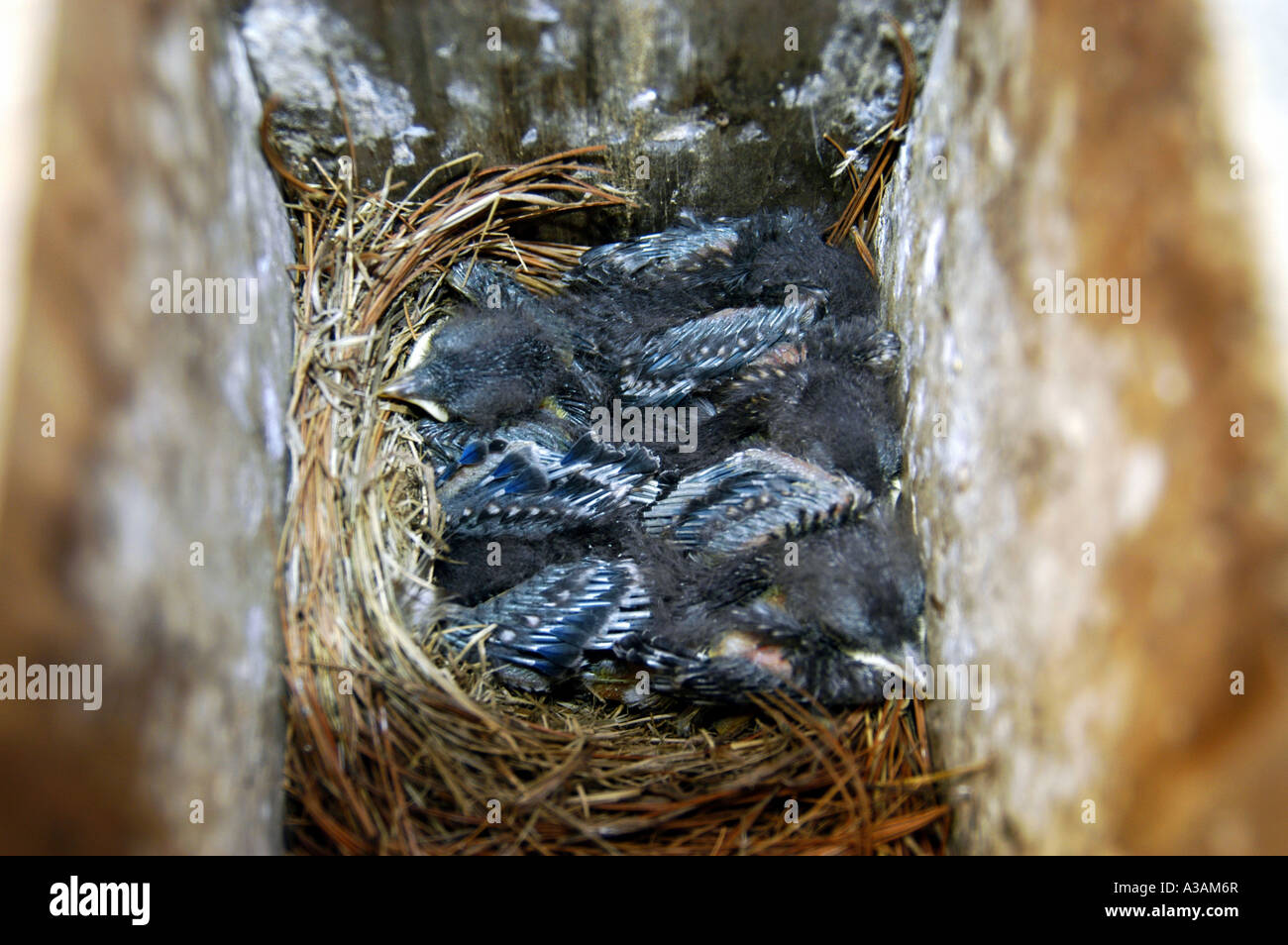 Bluebird chicks hi-res stock photography and images - Alamy