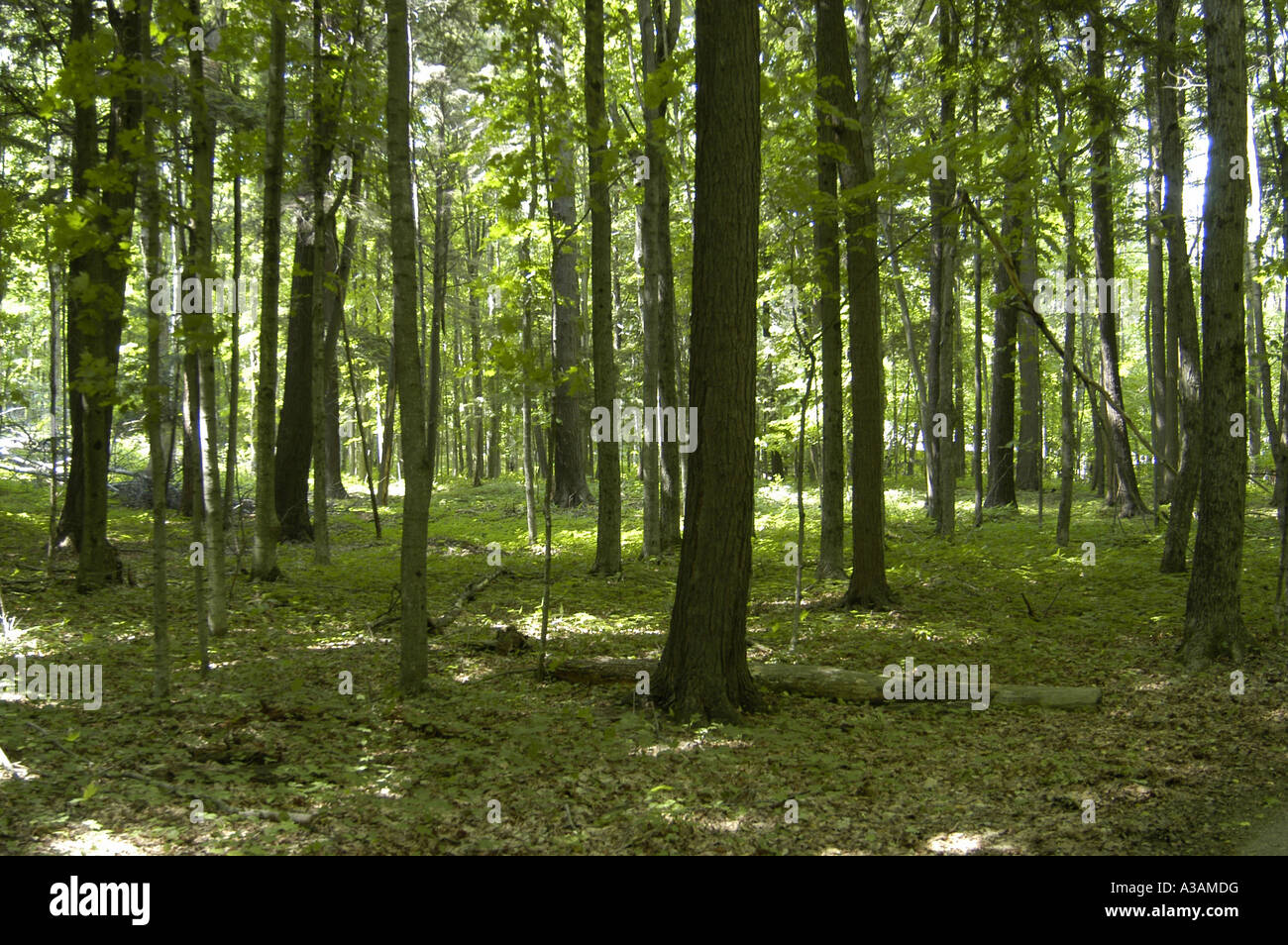 P20 109 Old Growth Forest, Hartwick Pines, Michigan Stock Photo - Alamy