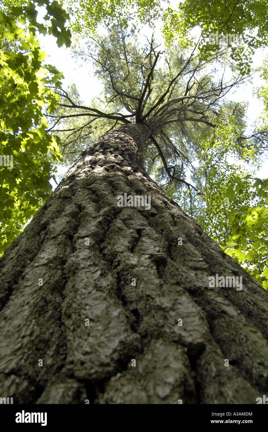P20 110 Old Growth Forest, Looking Up Into A Majestic White Pine ...