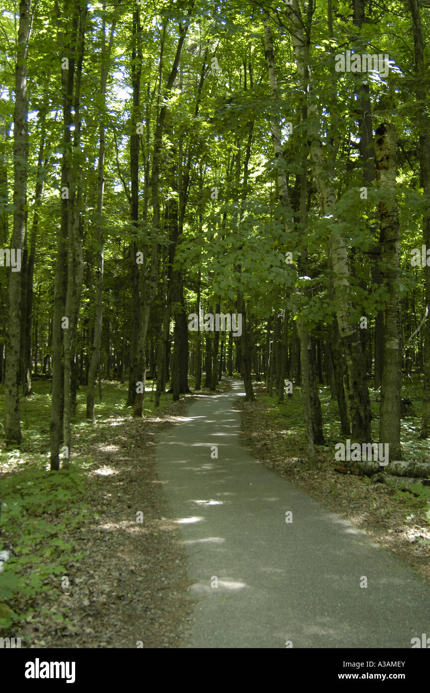 P20 116 Old Growth Forest, Path, Hartwick Pines, Michigan Stock Photo ...