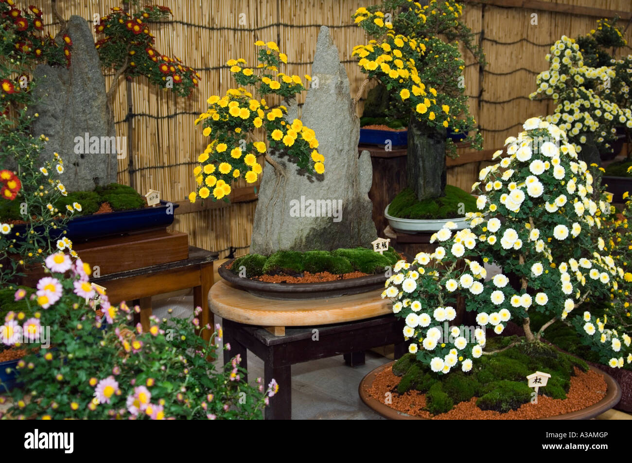 Flower Display Takayama City Gifu Prefecture Japan Asia Stock Photo - Alamy