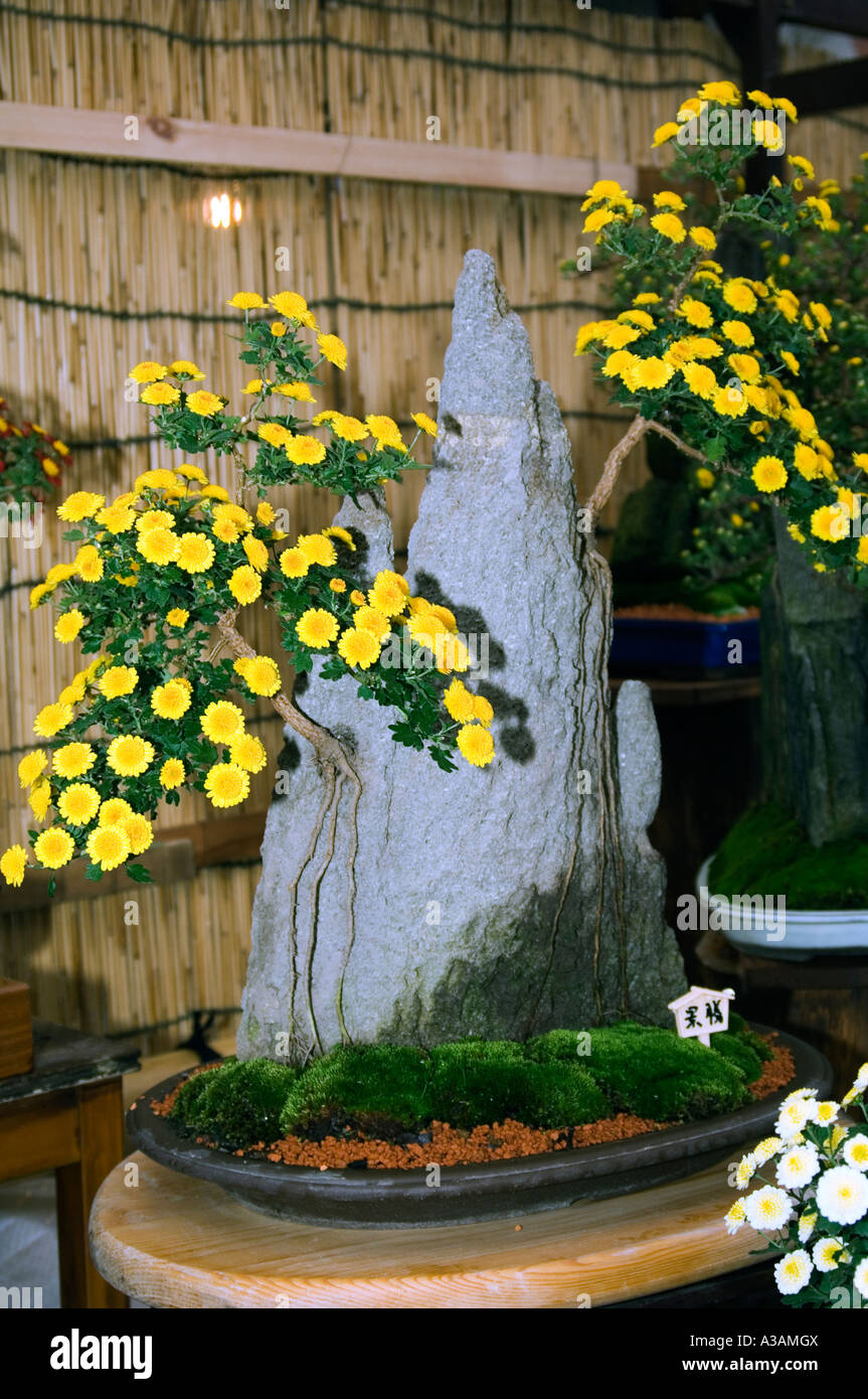 Flower Display Takayama City Gifu Prefecture Japan Asia Stock Photo - Alamy