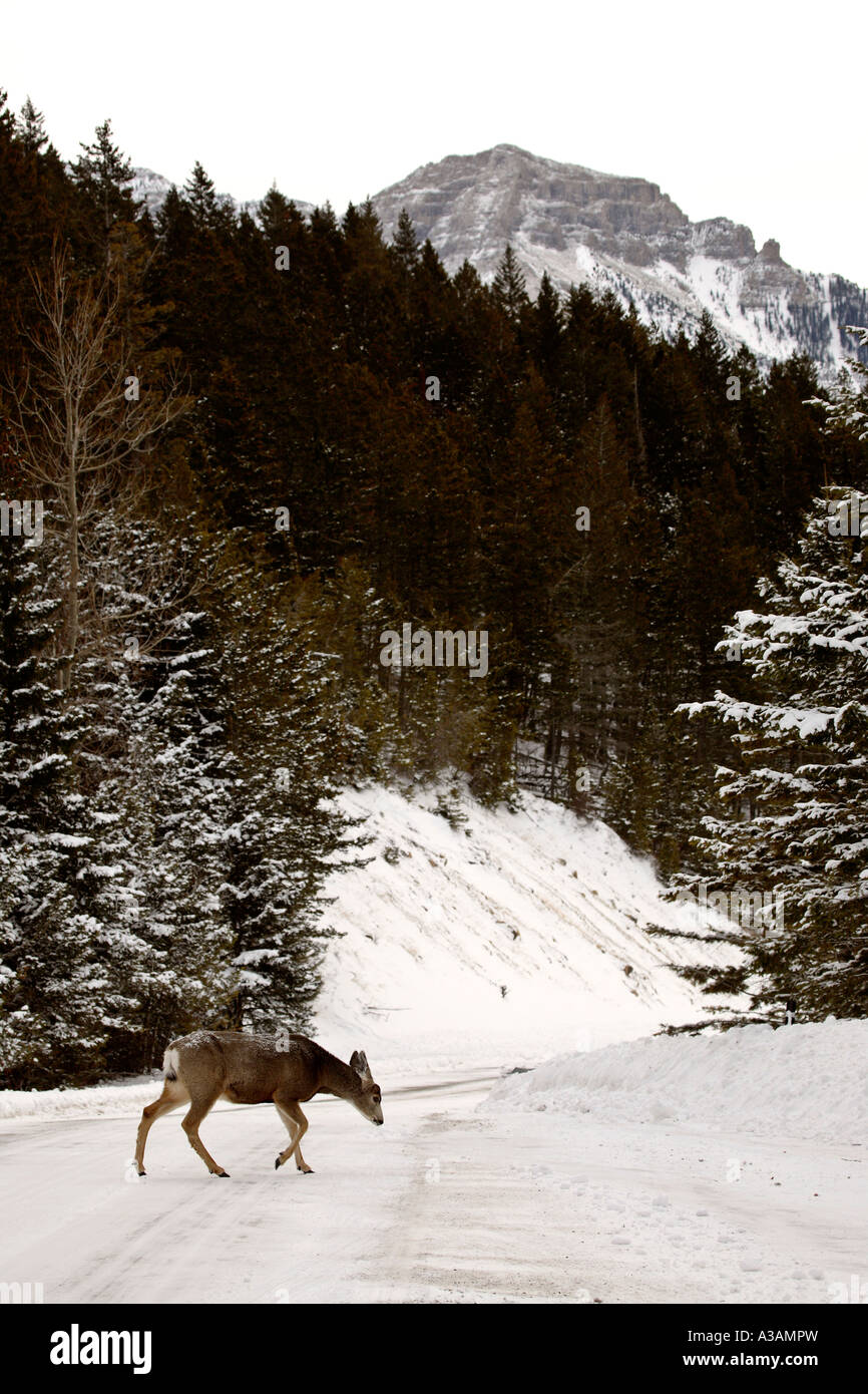 mule deer buck crossing road Stock Photo - Alamy