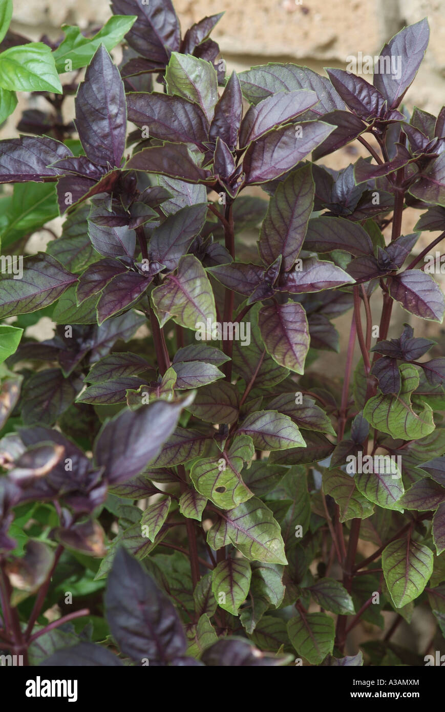Purple basil in pot hi-res stock photography and images - Alamy