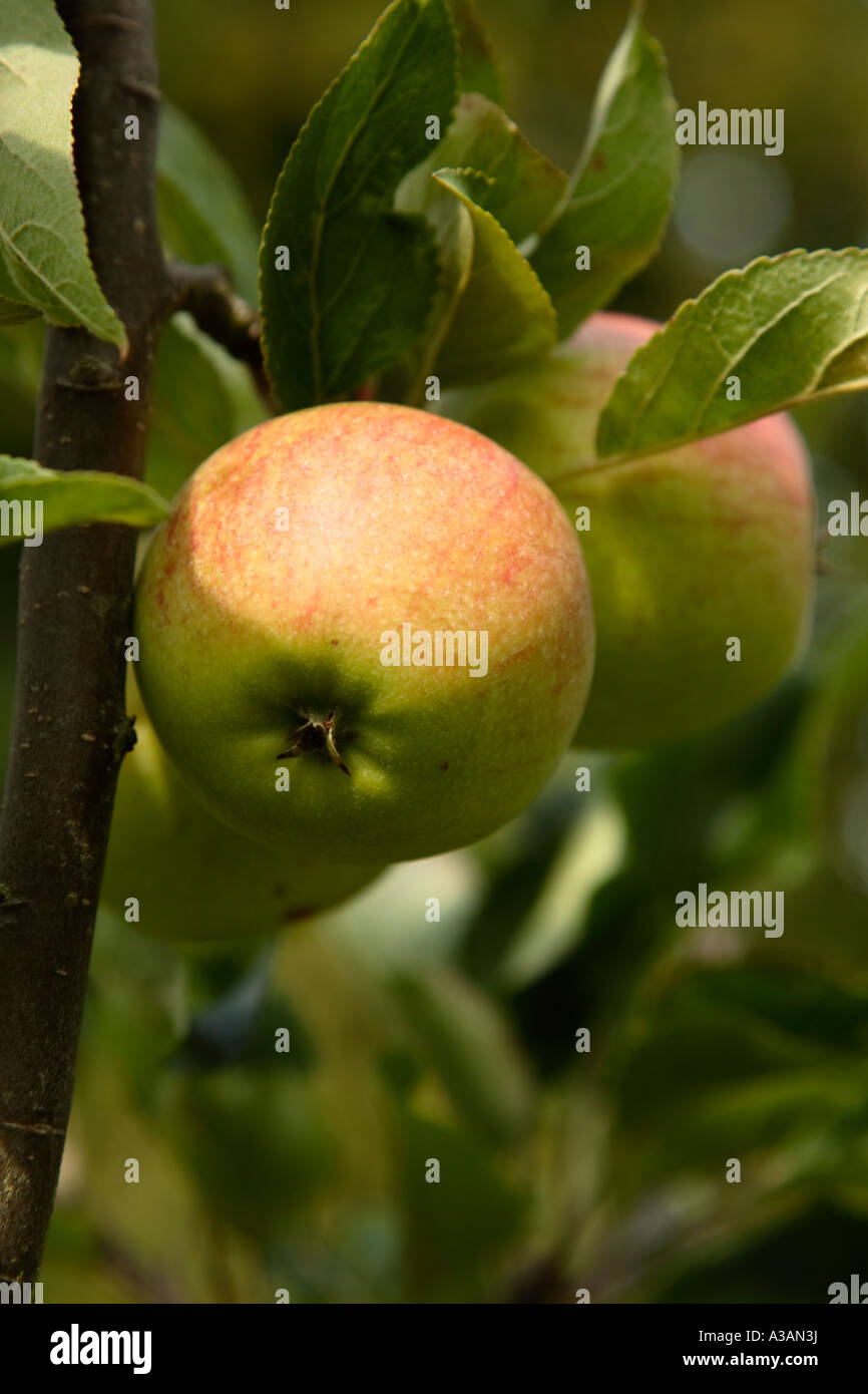 Apples and plants hi-res stock photography and images - Alamy