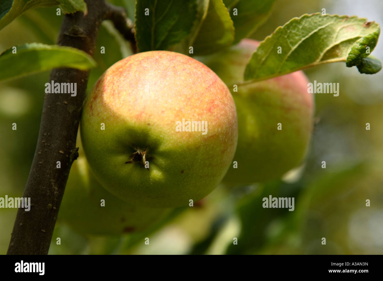 Apples and plants hi-res stock photography and images - Alamy