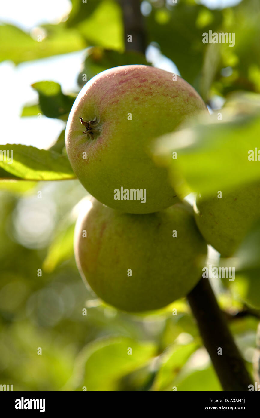 Apples and plants hi-res stock photography and images - Alamy