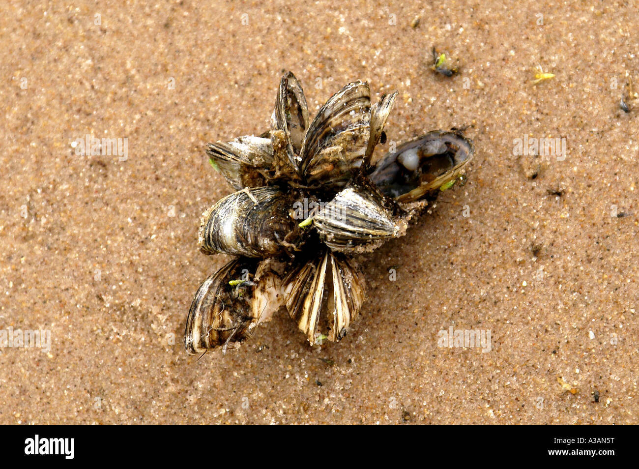 Zebra species hi-res stock photography and images - Alamy