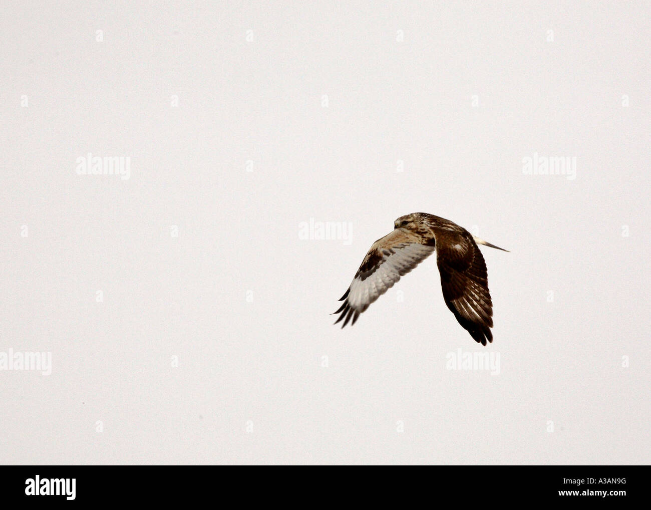 Rough legged Hawk in flight Stock Photo - Alamy