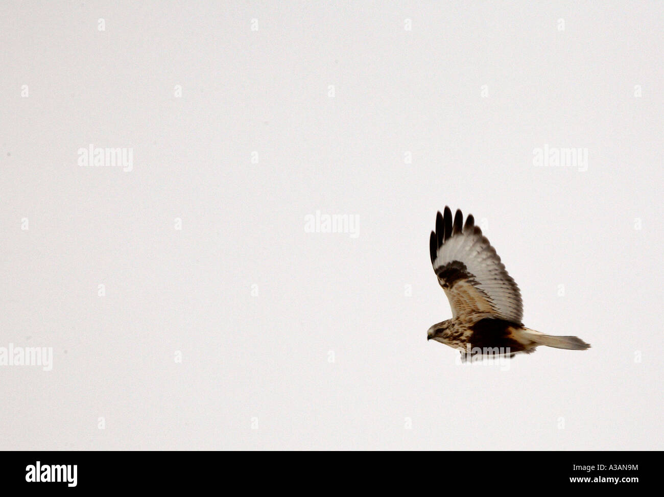 Rough legged Hawk in flight Stock Photo - Alamy