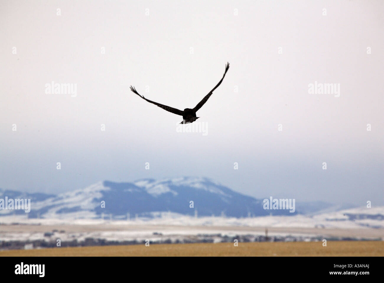 large flying bird with mountain in background Stock Photo - Alamy