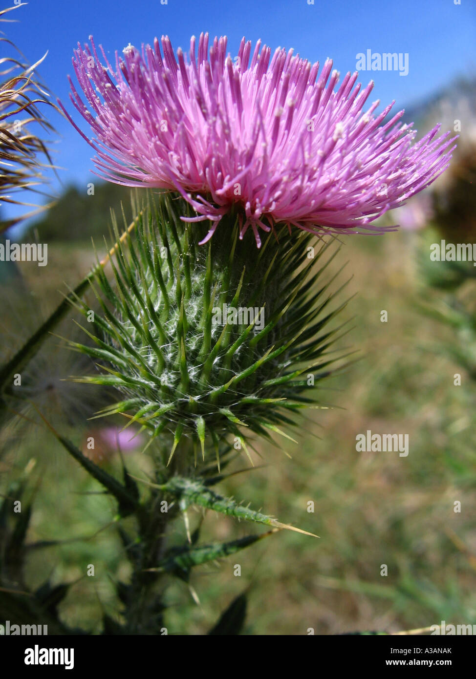 Spear thistle flower head (Cirsium vulgare Stock Photo - Alamy