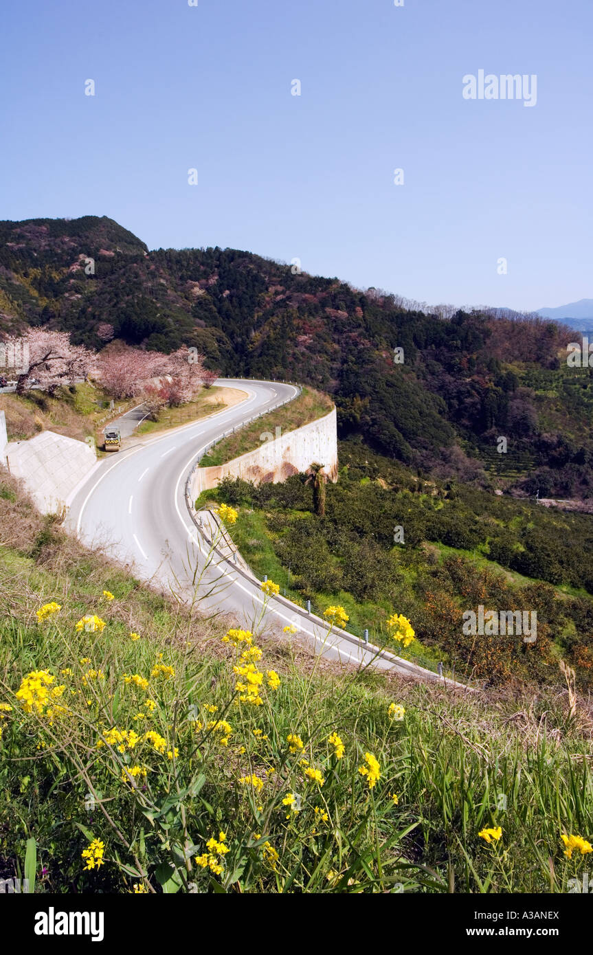 winding country road cherry trees spring flowers Ehime prefecture ...