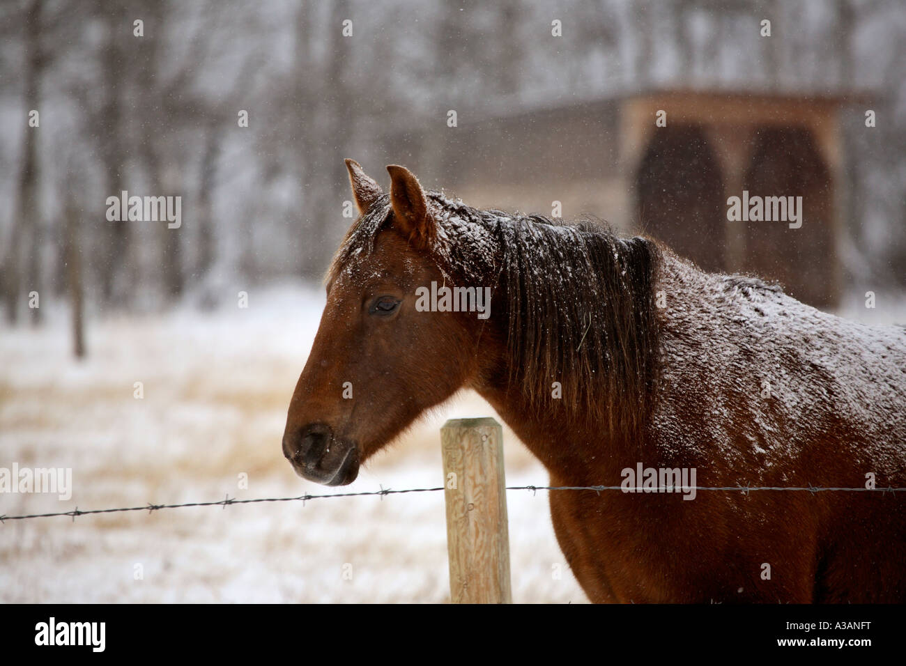 horse in winter pasture Stock Photo - Alamy