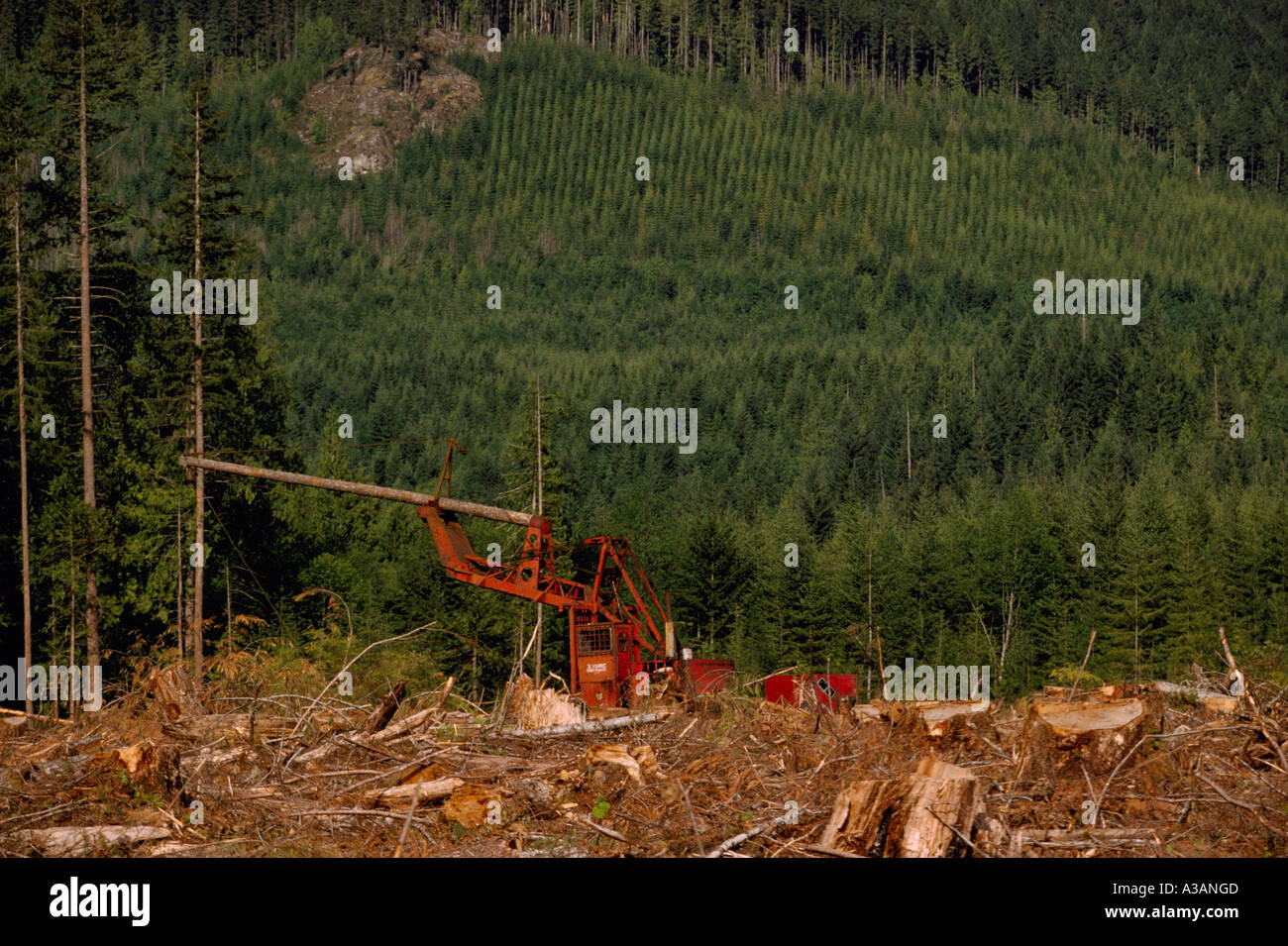 Active Logging and Reforestation on Vancouver Island British Columbia ...