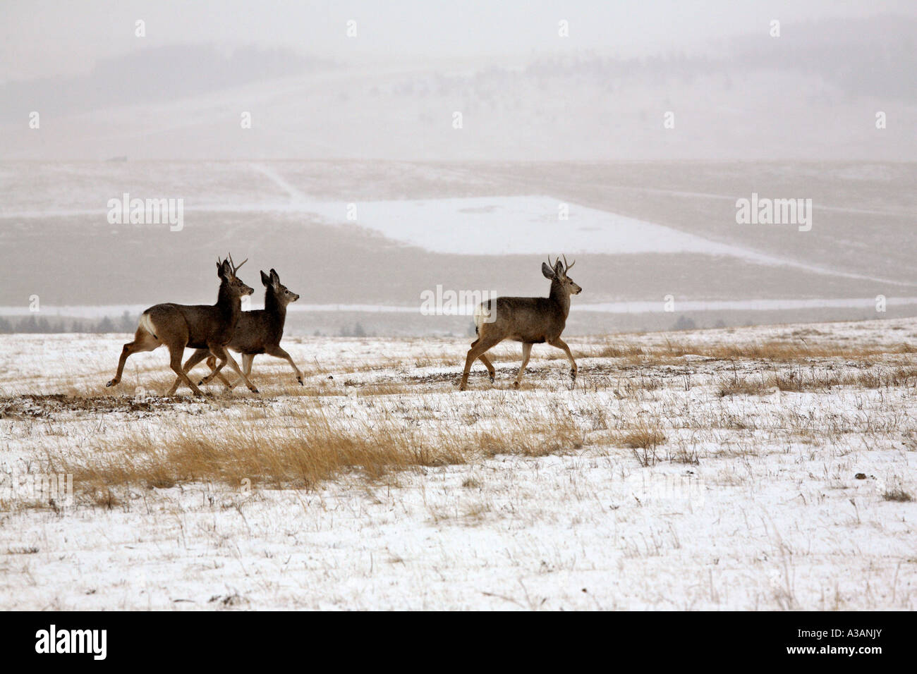 Mule deer males hi-res stock photography and images - Alamy