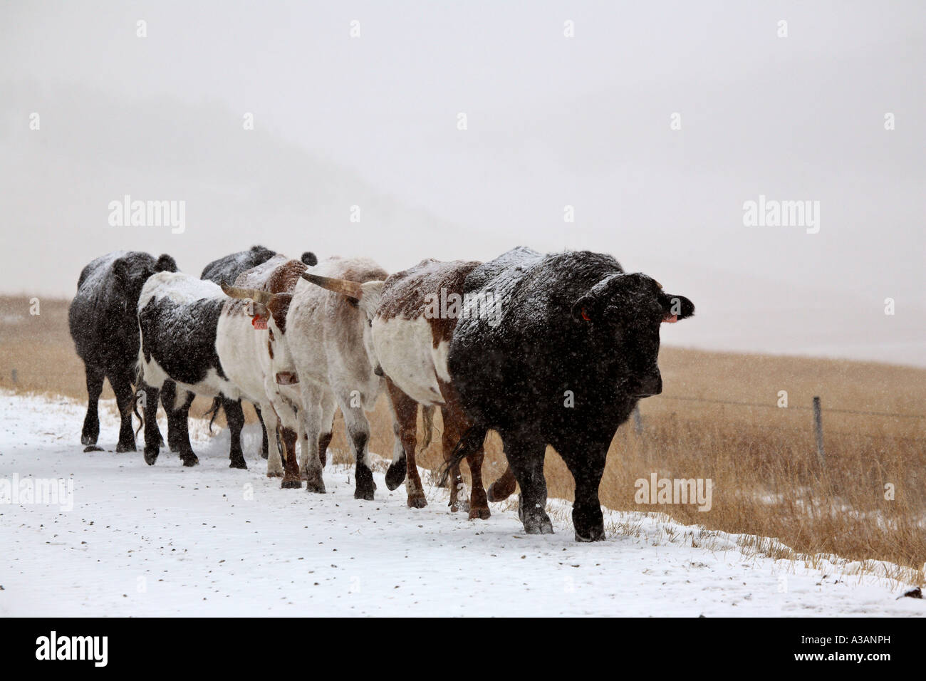 Ranching snow alberta hi-res stock photography and images - Alamy