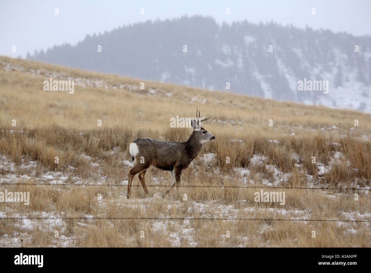 mule deer in winter Stock Photo - Alamy