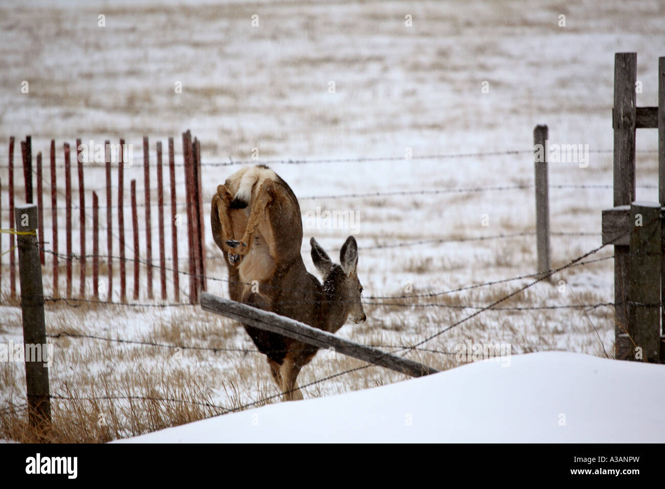 mule deer doe jumping fence in winter Stock Photo - Alamy