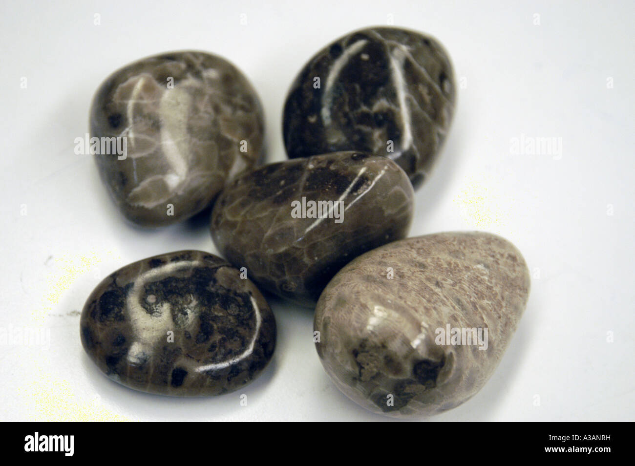 P25 048 Petoskey Stones, Michigan's State Stone 3 Stock Photo - Alamy