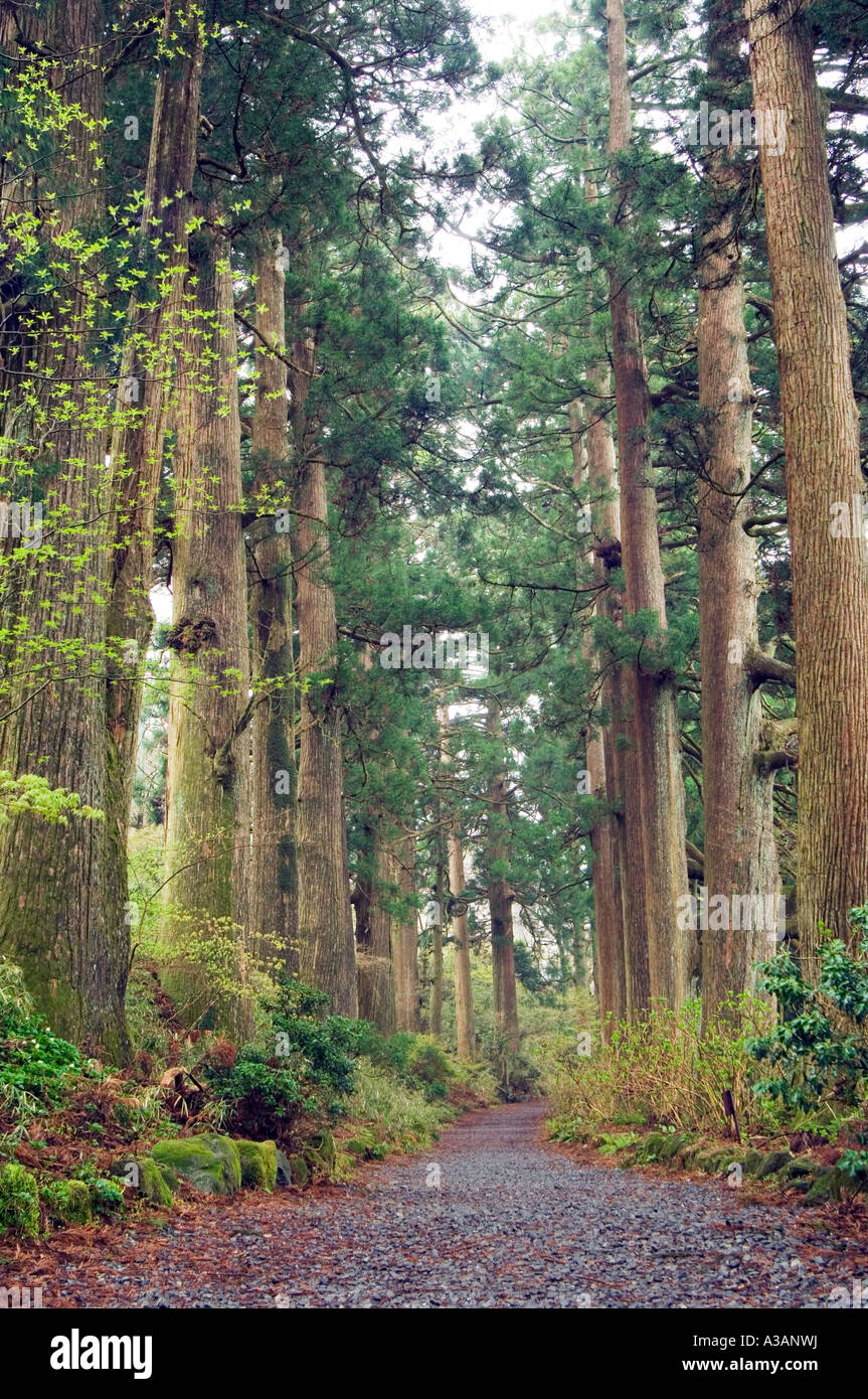 Old Tokaido Highway road trees in cedar forest Hakone Kanagawa ...