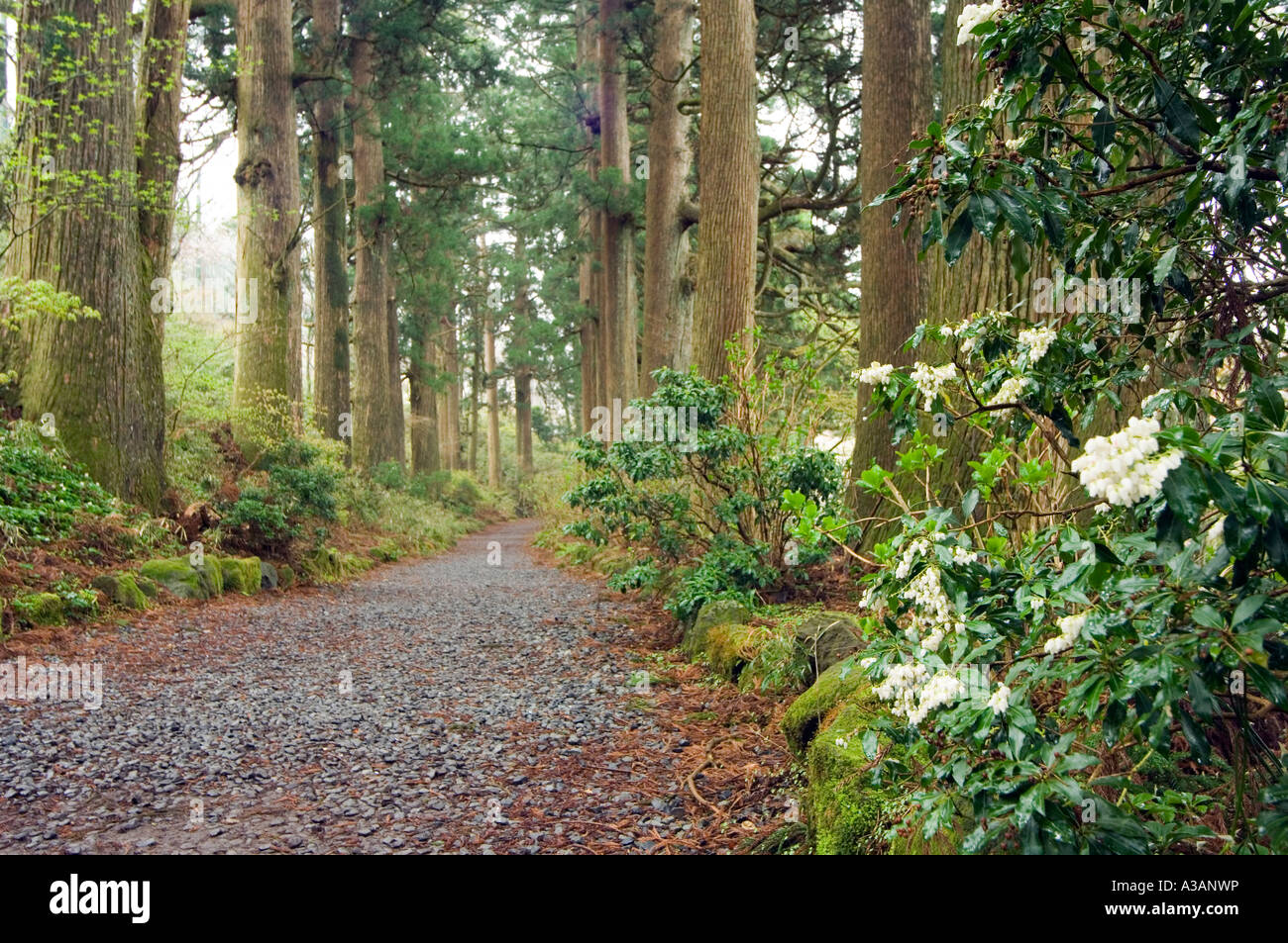 Old Tokaido Highway road trees in cedar forest Hakone Kanagawa ...