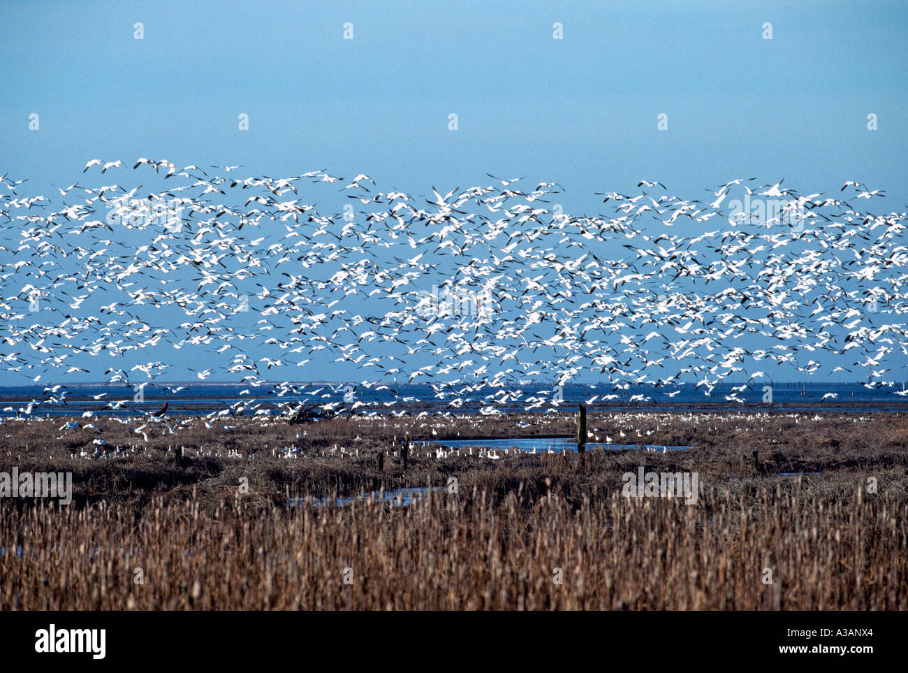 Snow Geese (Chen caerulescens) Migration, Flock of Migrating Birds ...