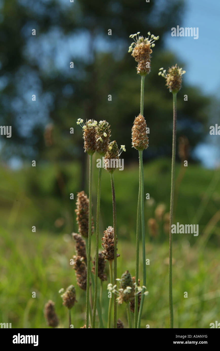 Ribwort weed seed heads (Plantago lanceolata Stock Photo: 10726227 - Alamy