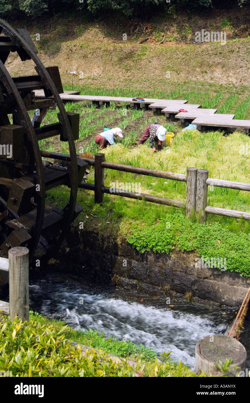 waterwheel in field with workers planting Kagoshima prefecture Kyushu ...