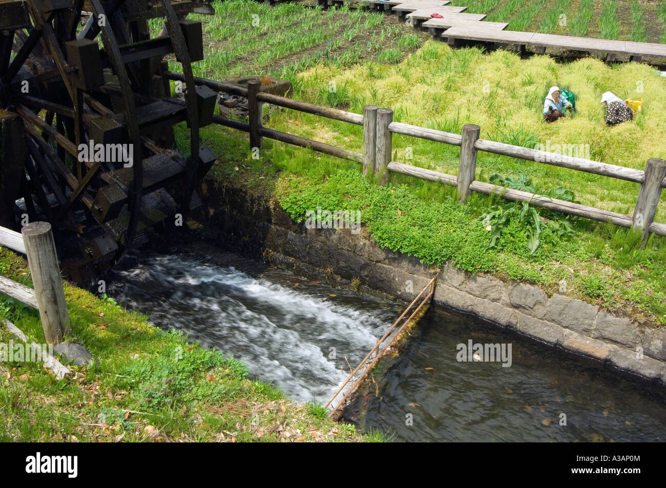 waterwheel in field with workers planting Kagoshima prefecture Kyushu ...