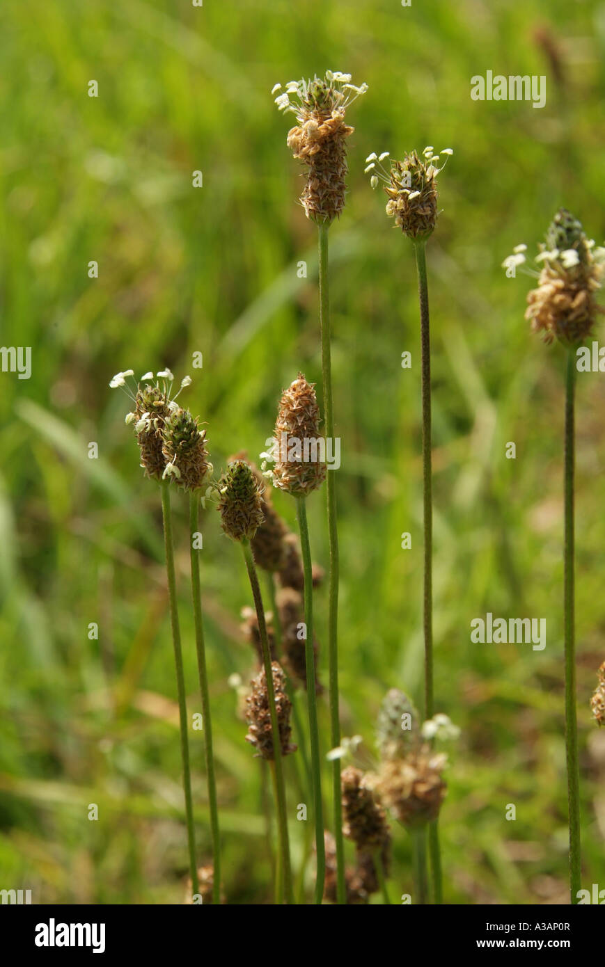 Ribwort weed seed heads (Plantago lanceolata Stock Photo - Alamy