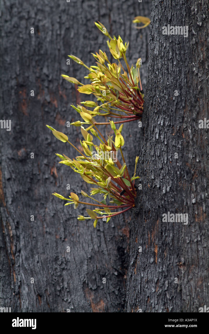 Epicormic regrowth shoots on side of eucalypt tree burnt in bushfire ...