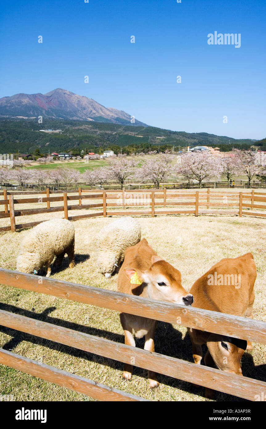 sheep and cows in Takachiho Farm Kirishima National Park Kagoshima ...