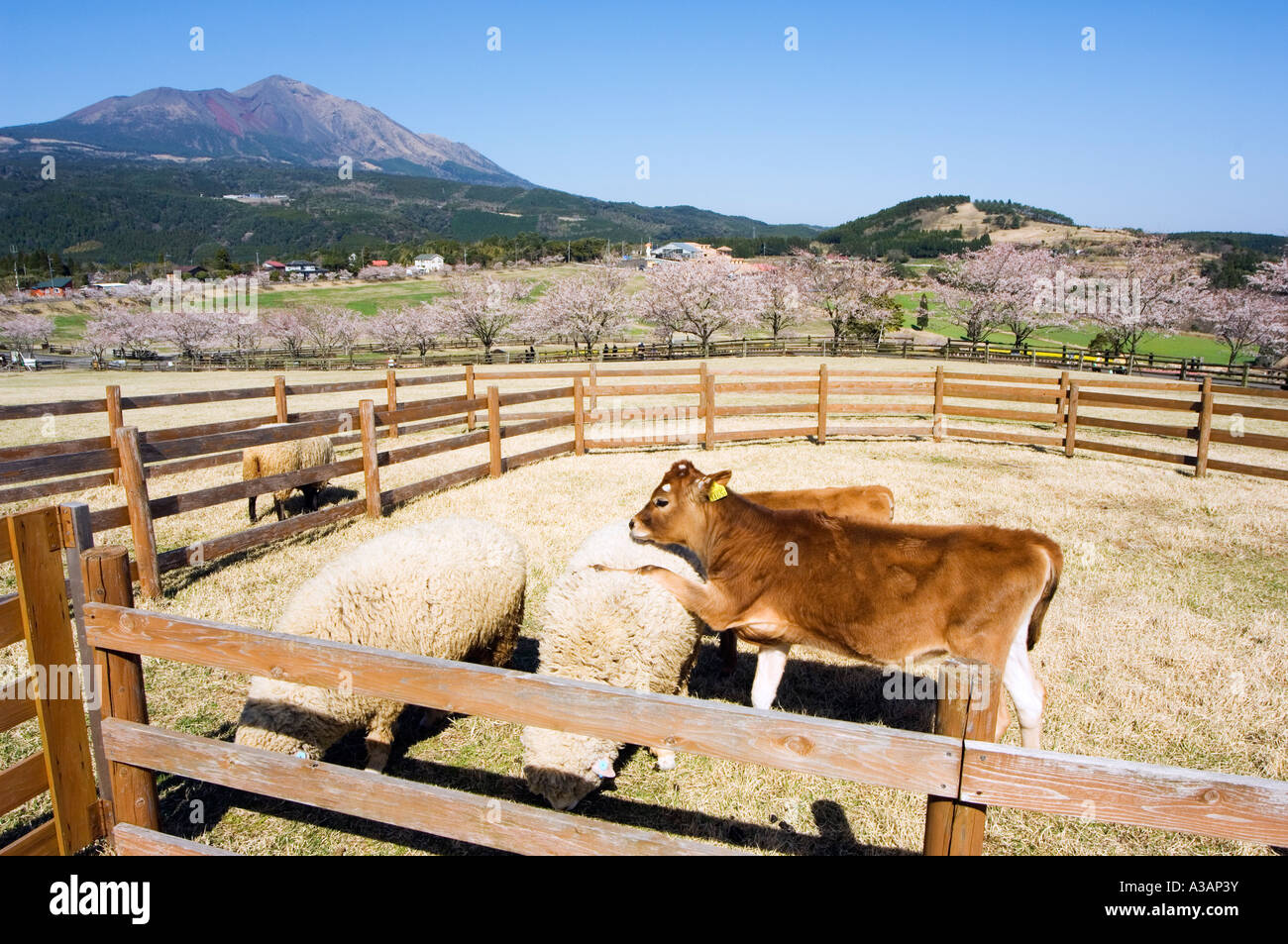 sheep and cows in Takachiho Farm Kirishima National Park Kagoshima ...
