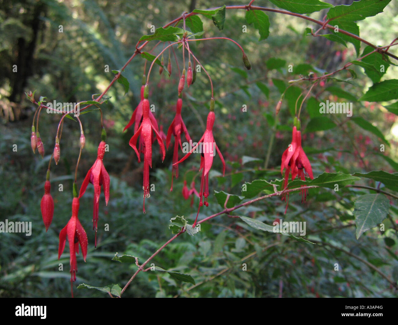 Native fuschia hi-res stock photography and images - Alamy