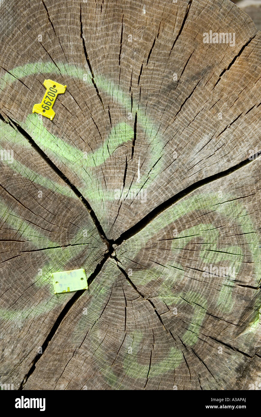 Oak sawlog endgrain Stock Photo - Alamy